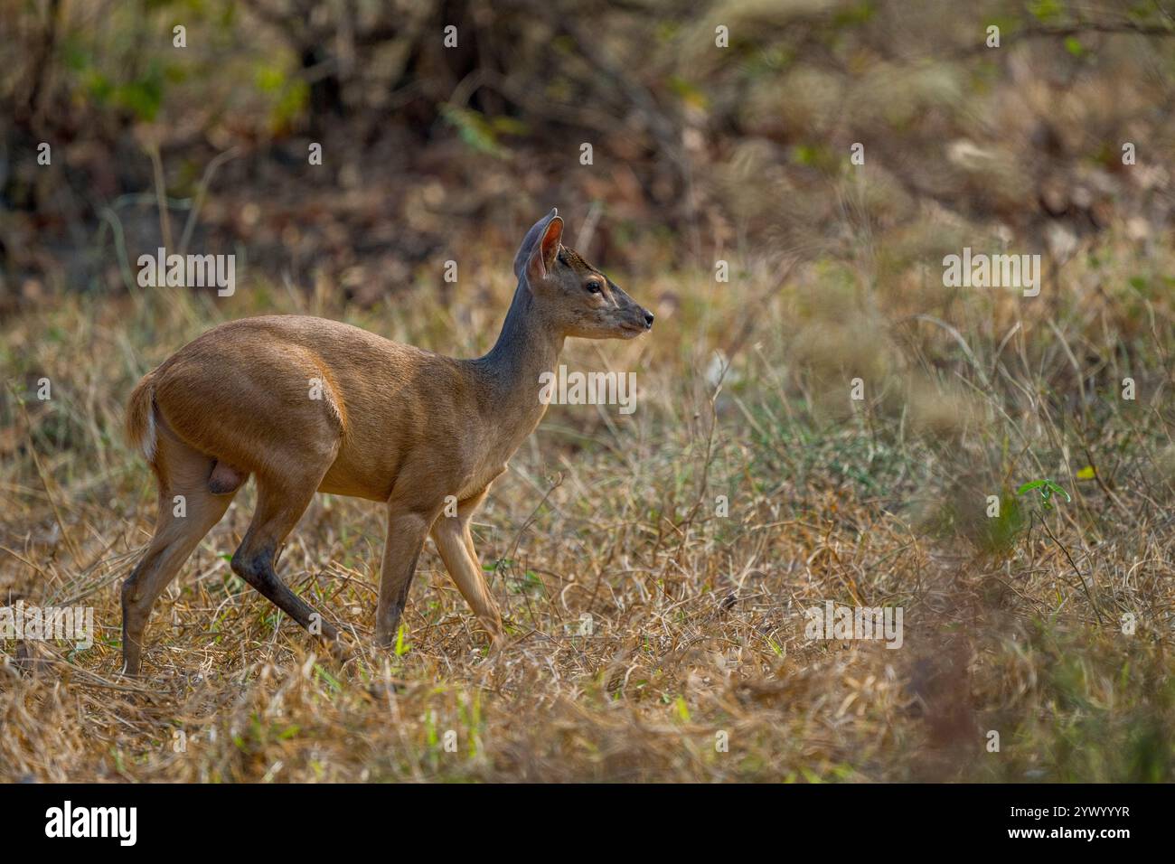A gray brocket (Mazama gouazoubira) deer near the Piuval Lodge in the ...