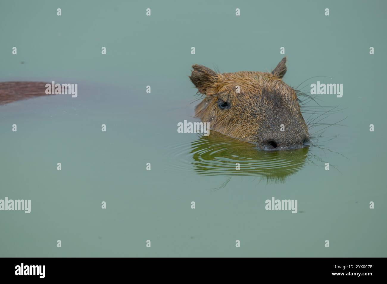 A Capybara (Hydrochoerus hydrochaeris) is swimming in a small pond near ...