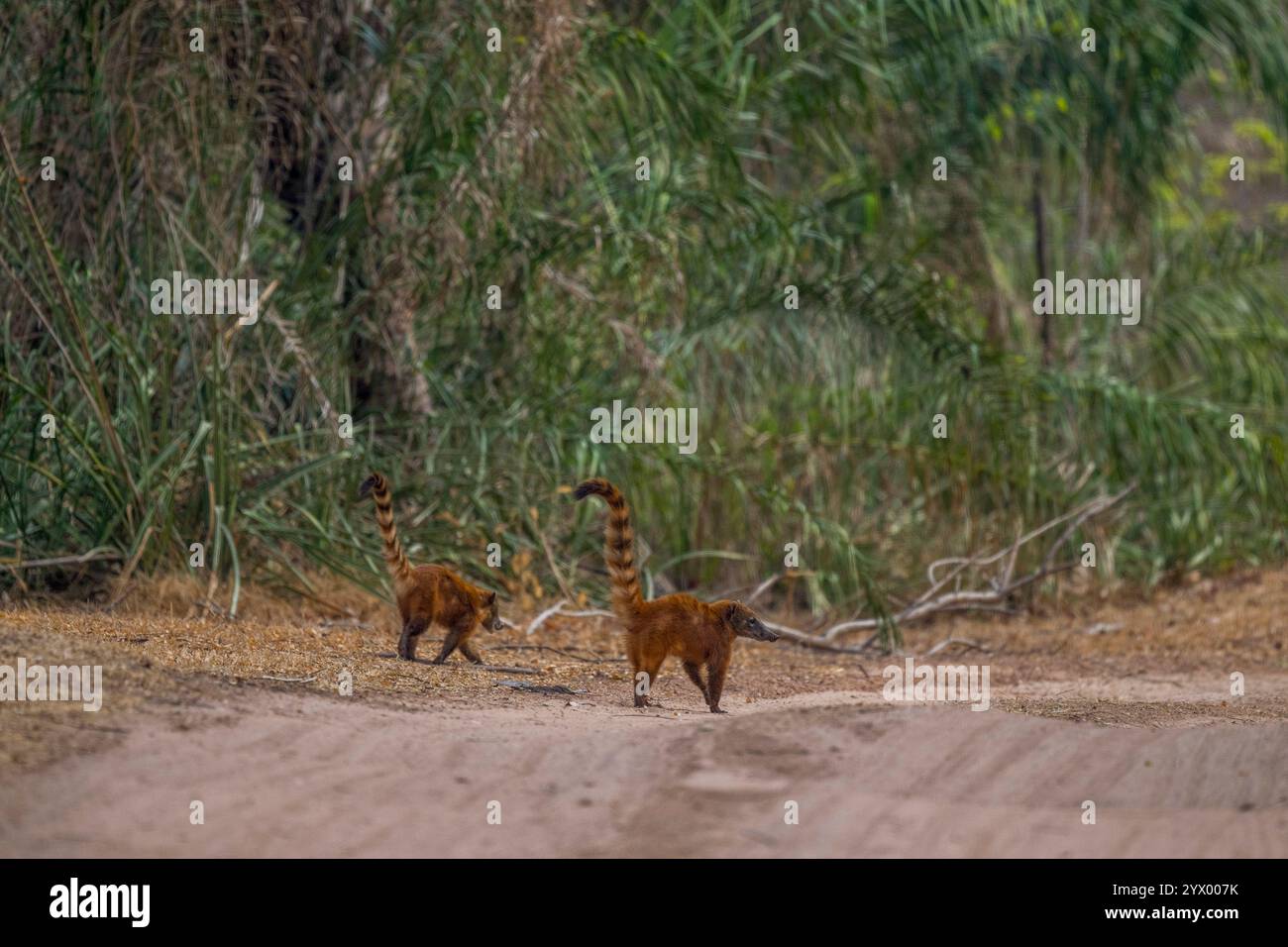Genera nasua and nasuella hi-res stock photography and images - Alamy