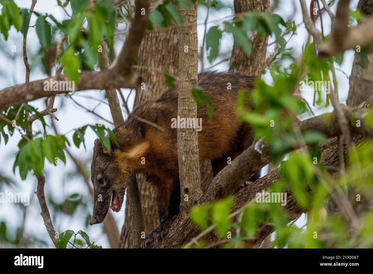 A Coati, genera Nasua and Nasuella, also known as coatimundi in a tree ...