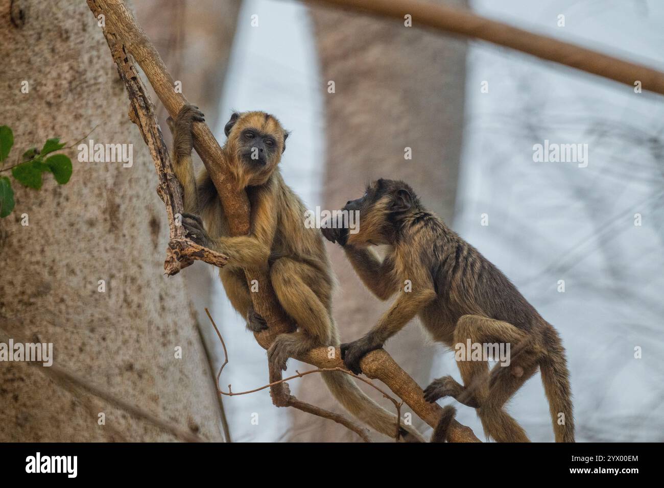 Howler monkeys relaxing in a tree near the Piuval Lodge in the Northern ...
