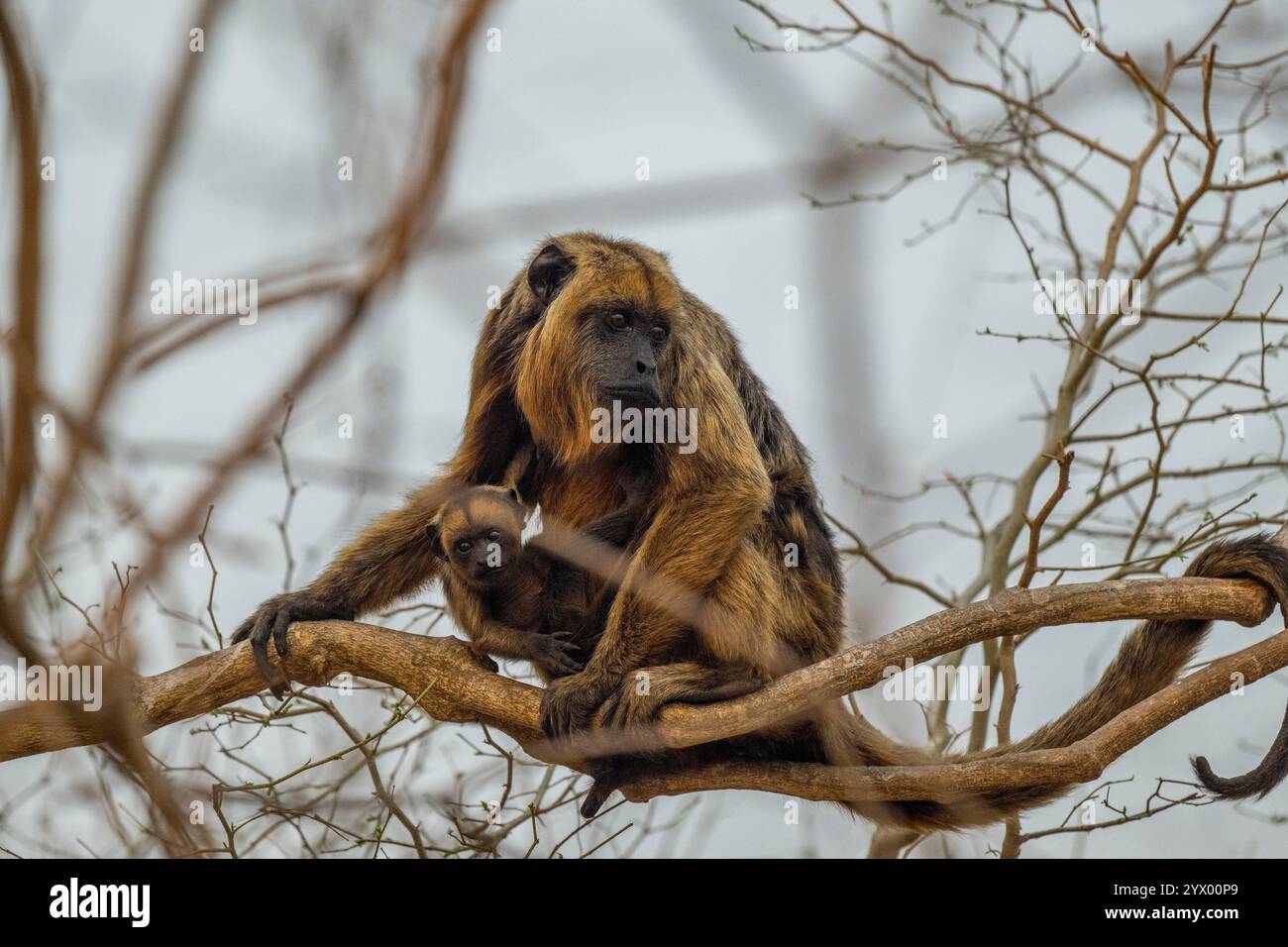 A Howler monkey mother with baby in a tree near the Piuval Lodge in the ...