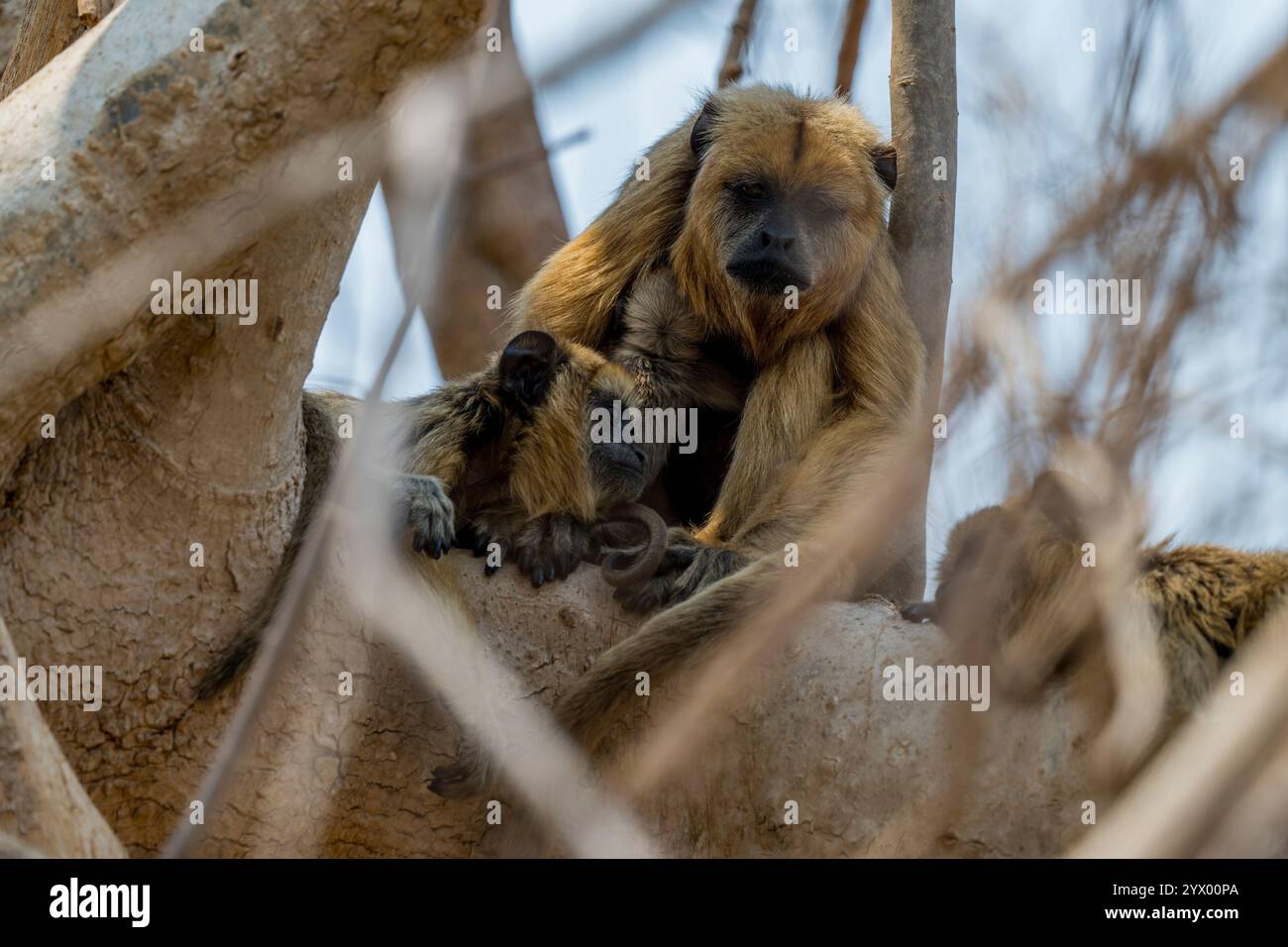 Howler monkeys relaxing in a tree near the Piuval Lodge in the Northern ...