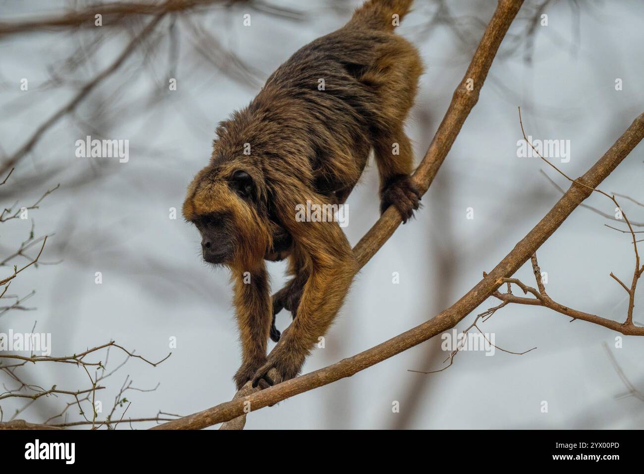 A Howler monkey in a tree near the Piuval Lodge in the Northern ...