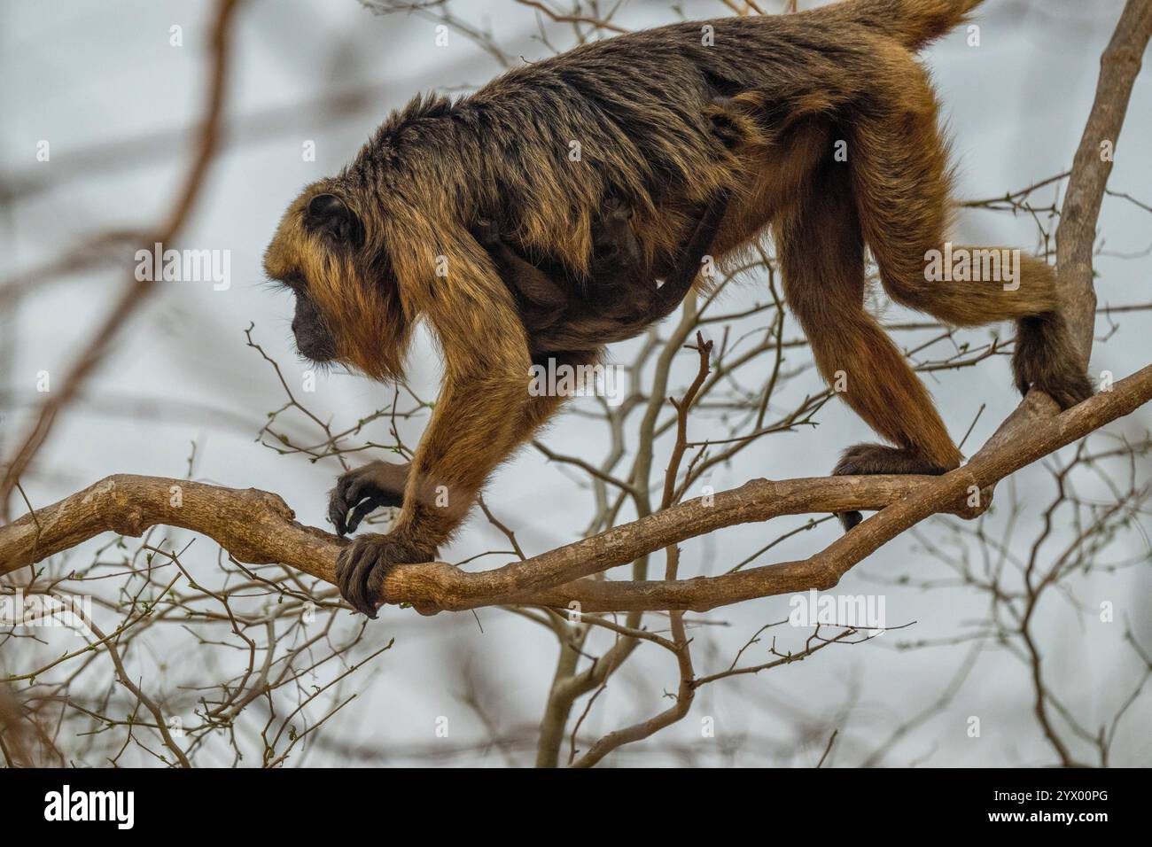 A Howler monkey in a tree near the Piuval Lodge in the Northern ...
