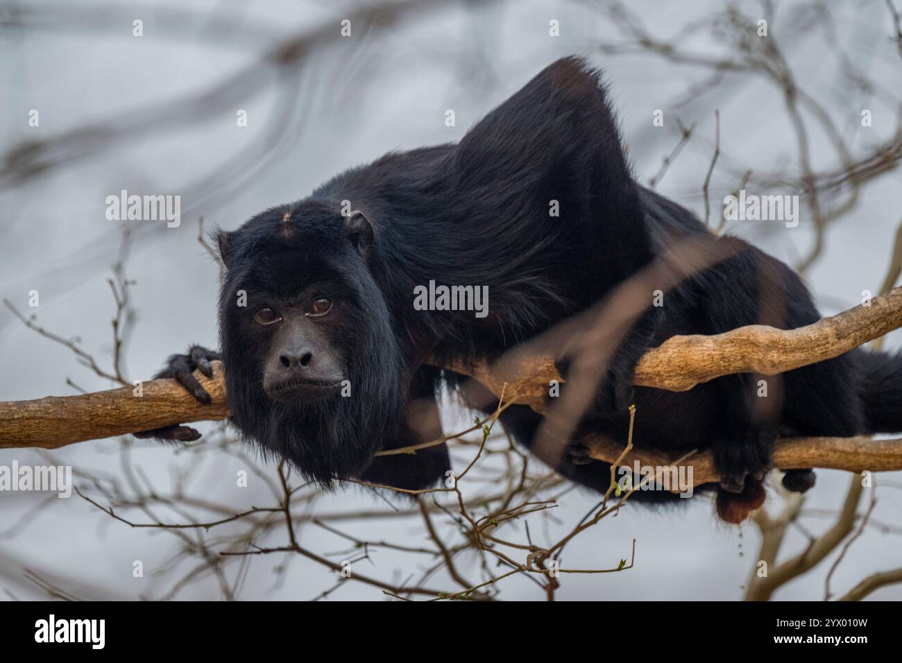 A Howler monkey male in a tree near the Piuval Lodge in the Northern ...