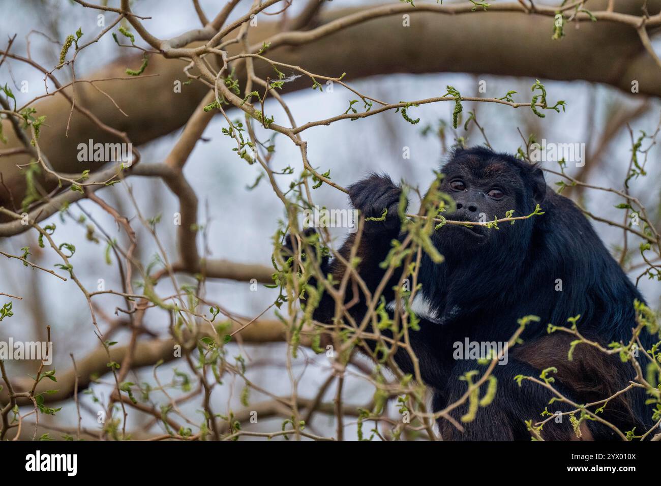 A young male Howler monkey is feeding in a tree near the Piuval Lodge ...