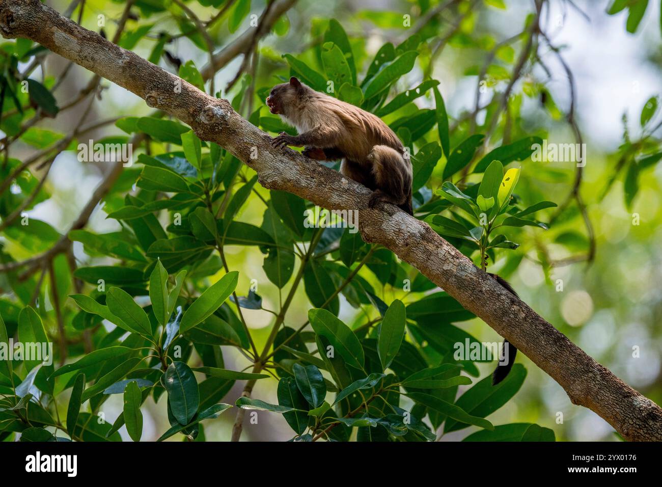 A male black-tailed marmoset (Mico melanurus) in a tree near the Piuval ...