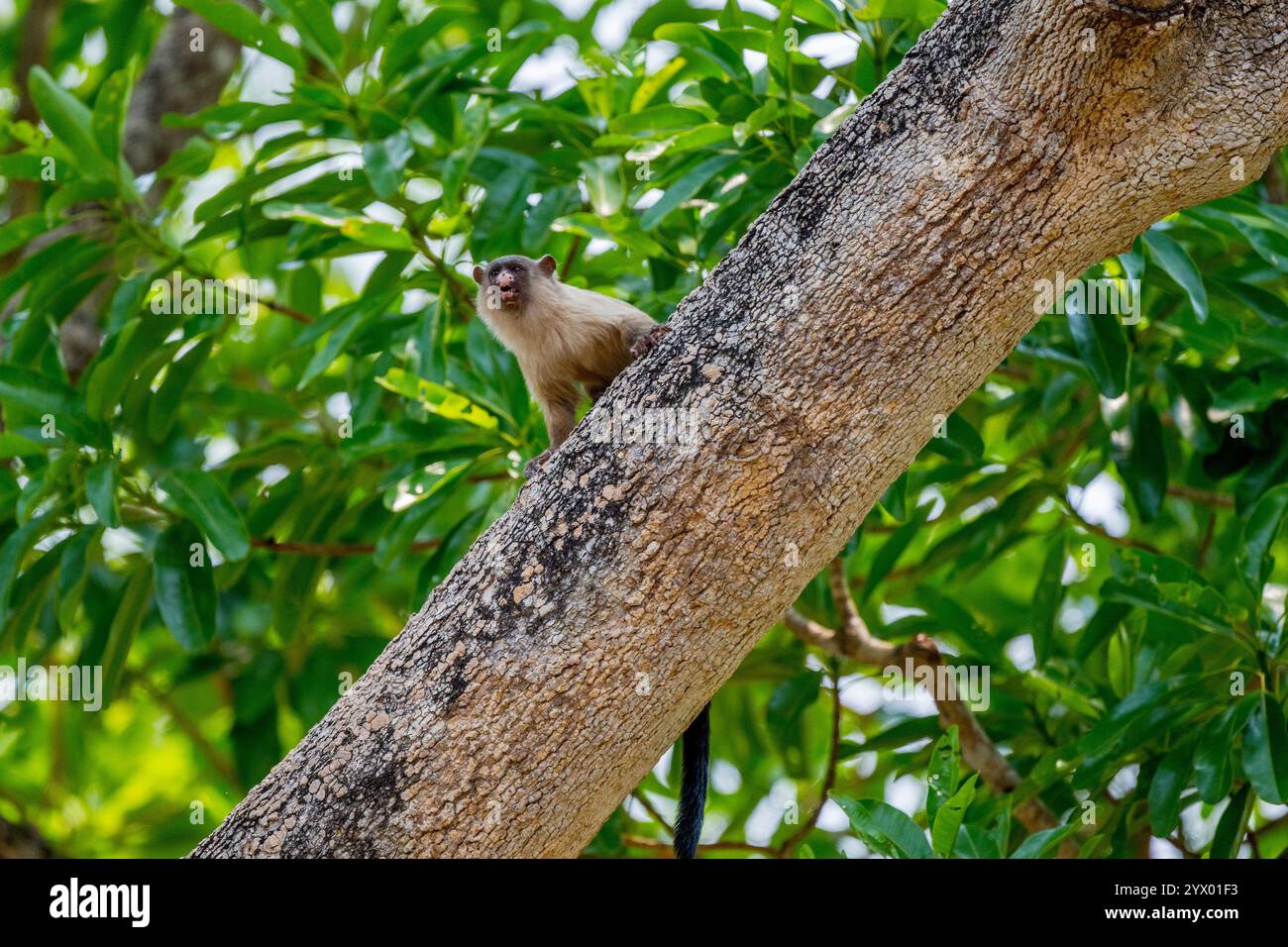 A male black-tailed marmoset (Mico melanurus) in a tree near the Piuval ...