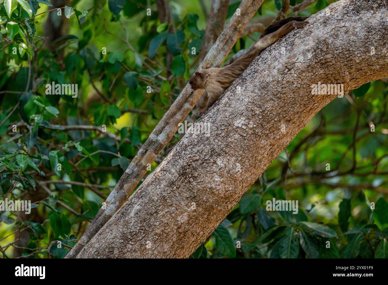 A male black-tailed marmoset (Mico melanurus) is scent marking a tree ...