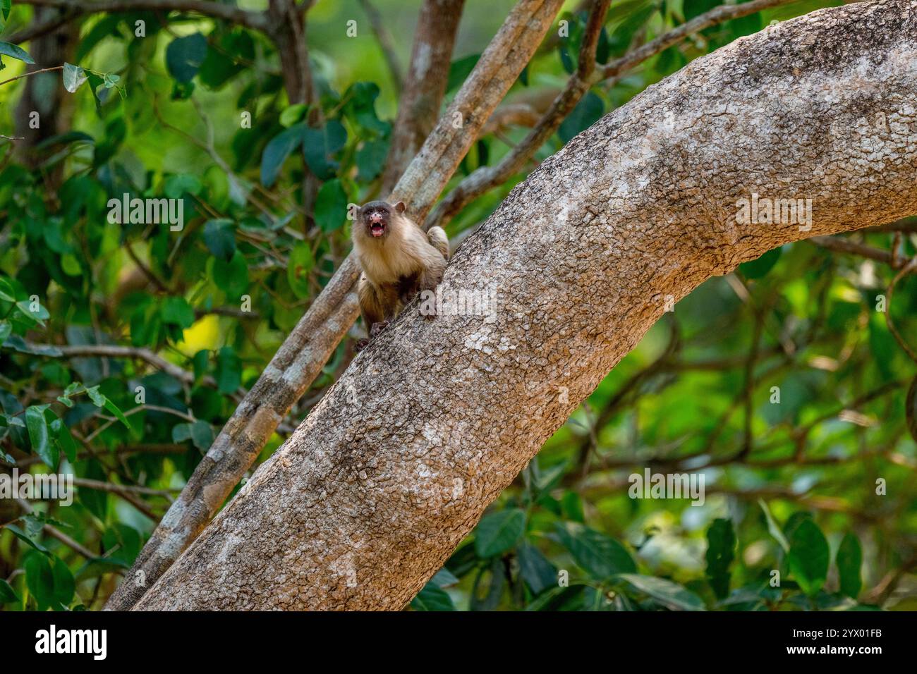 A male black-tailed marmoset (Mico melanurus) in a tree near the Piuval ...