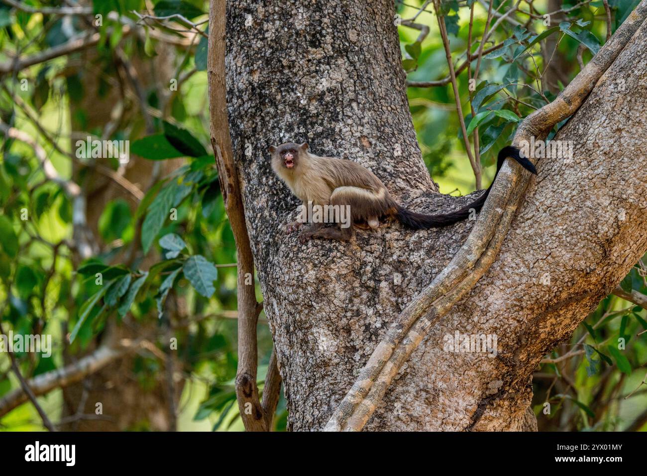 A male black-tailed marmoset (Mico melanurus) in a tree near the Piuval ...