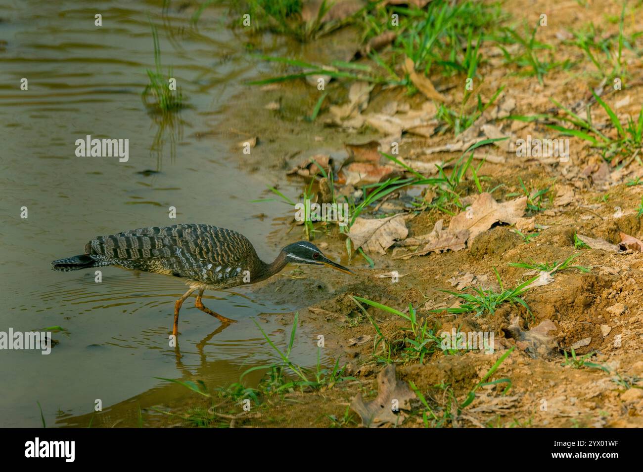 A Sunbittern (Eurypyga helias) is looking for food along the edge of a ...