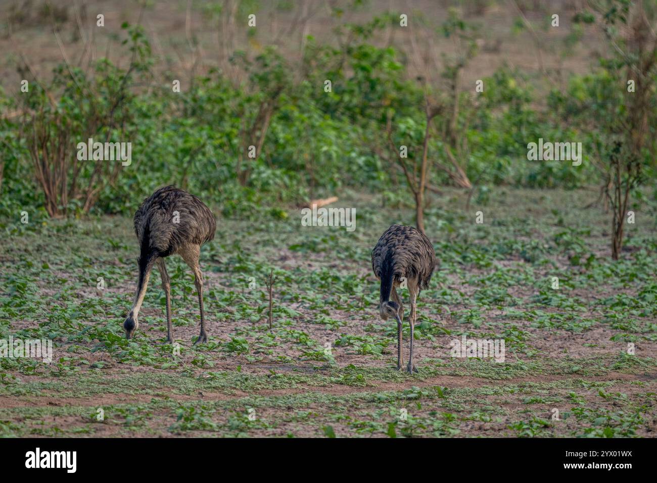 Greater rheas (Rhea americana), a flightless bird, feeding in the grassland near the Piuval ...