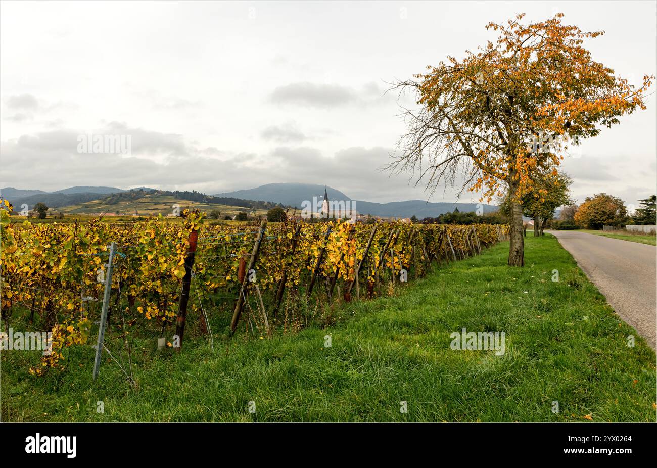 Alsace, France - October 19th 2024 - The vineyards of the Haut Rhin ...