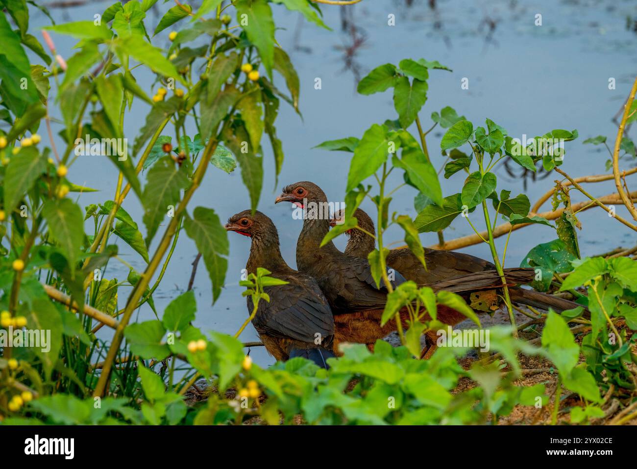 Chaco Chachalacas (Ortalis canicollis) near the Piuval Lodge in the ...