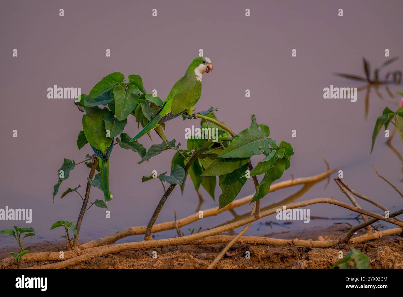 Monk parakeets (Myiopsitta monachus) on a plant at a pond to drink ...