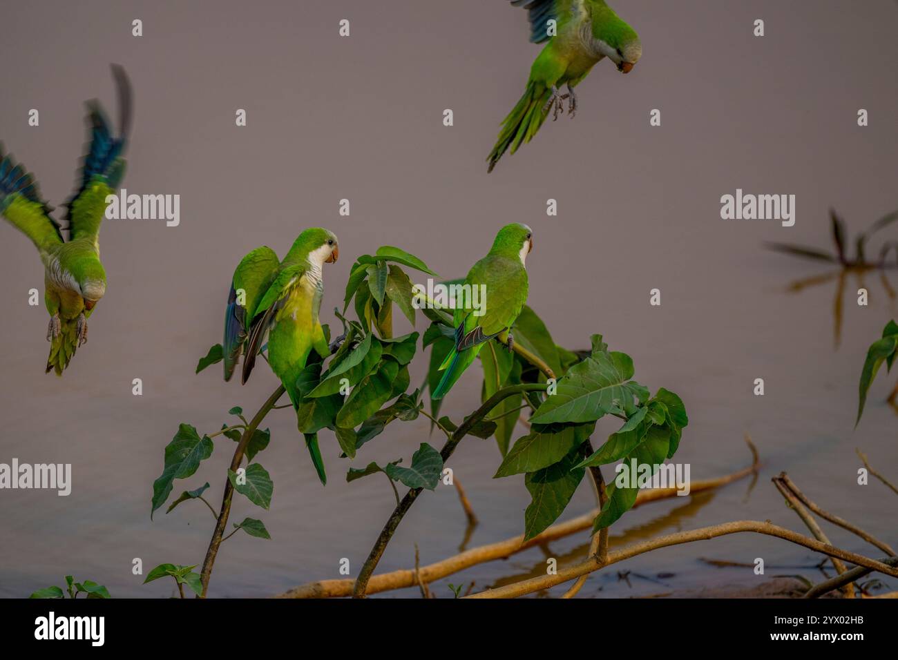 Monk parakeets (Myiopsitta monachus) on a plant at a pond to drink ...