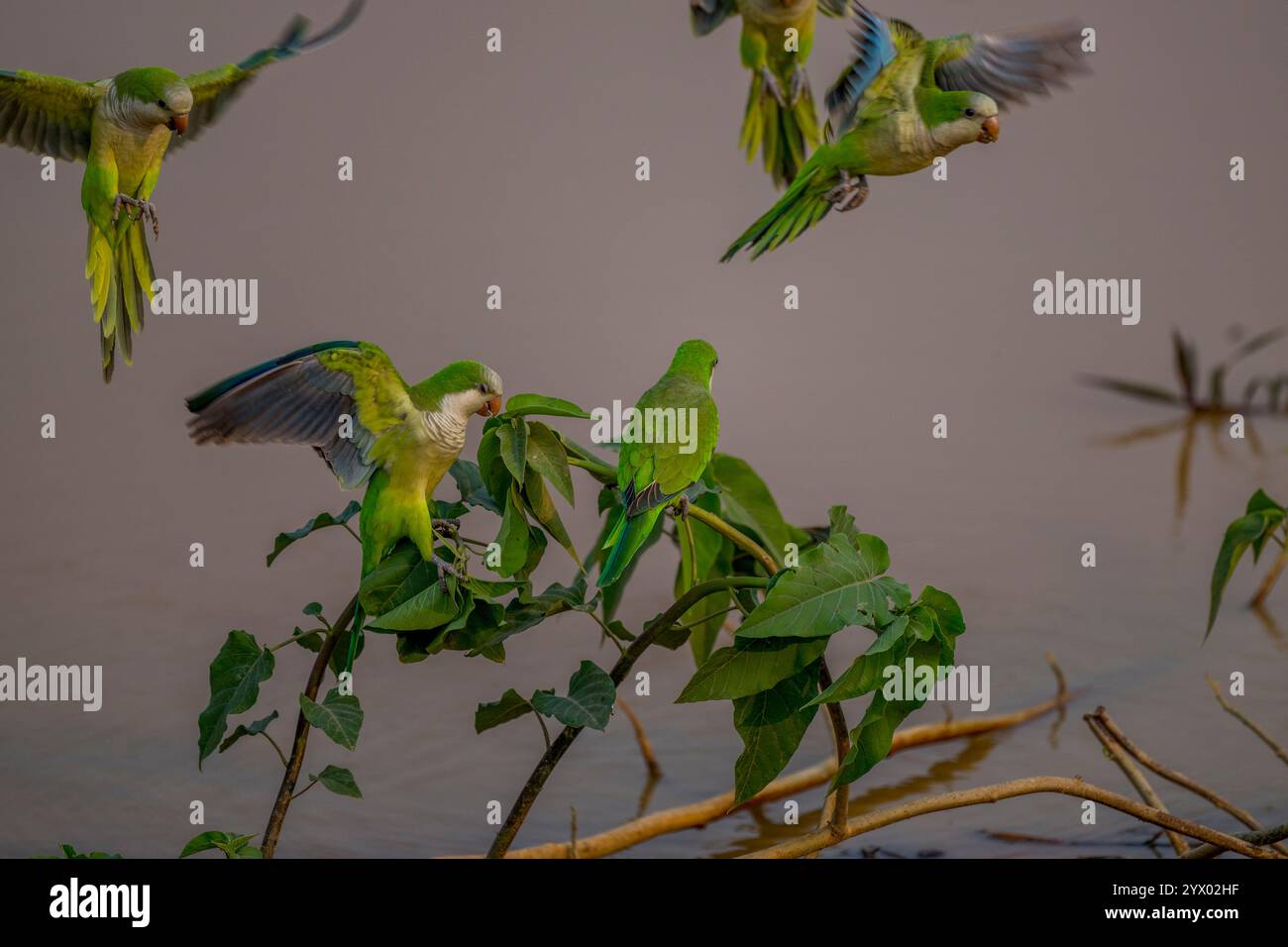 Monk parakeets (Myiopsitta monachus) on a plant at a pond to drink ...