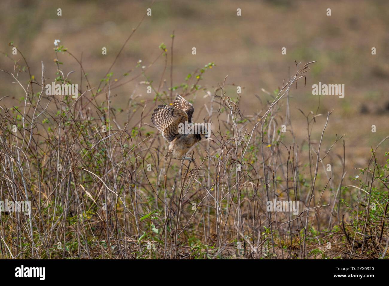 American shrub hi-res stock photography and images - Alamy