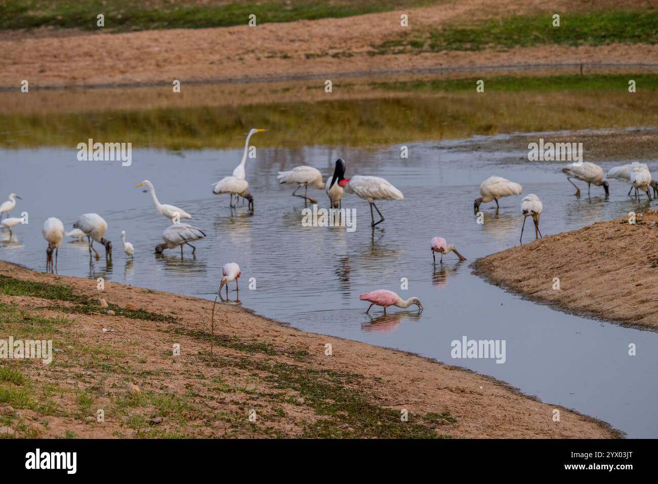 Roseate Spoonbills (Platalea ajaja), Great white egrets (Ardea alba ...