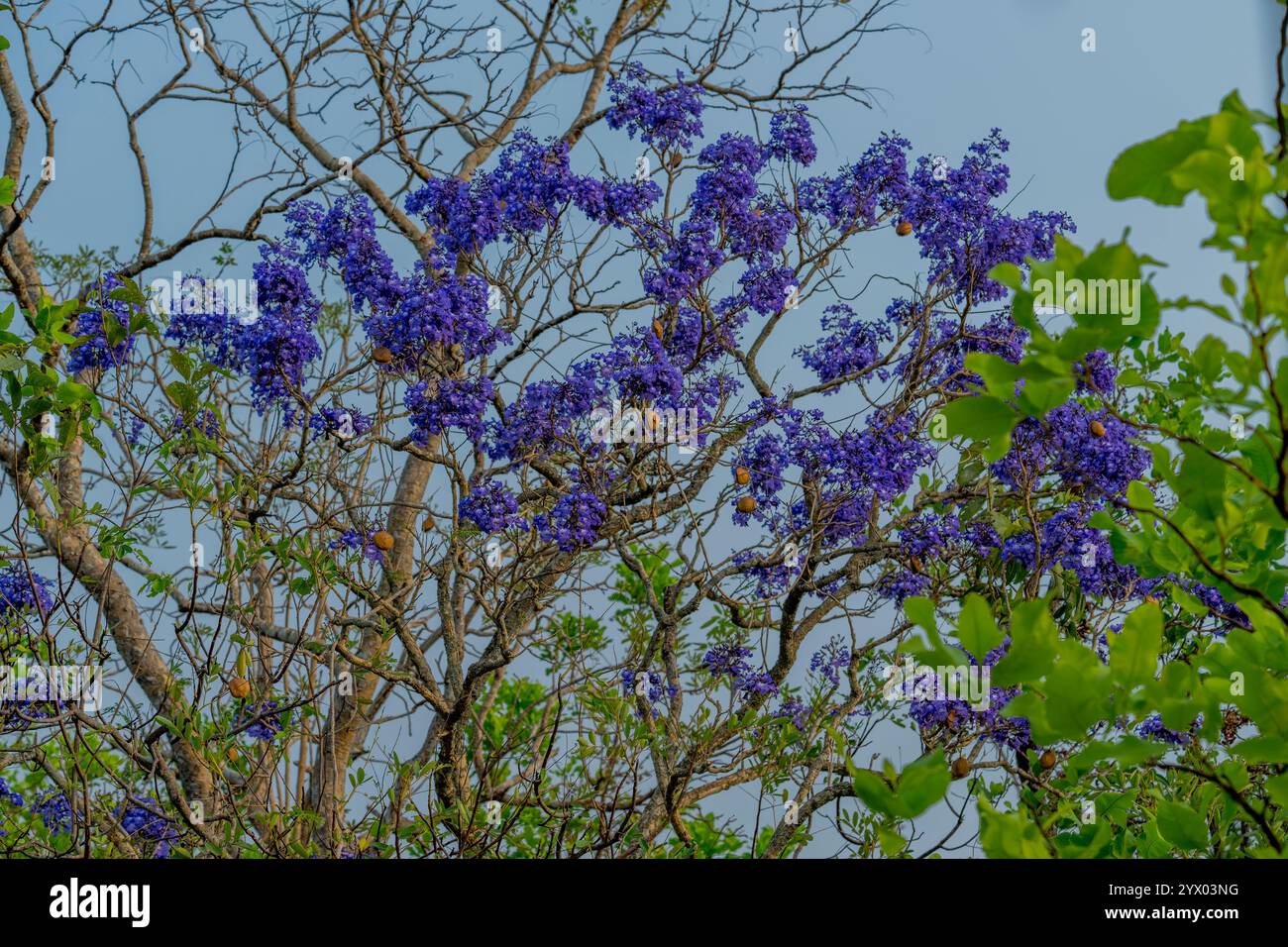 A Blue Jacaranda tree near the Piuval Lodge in the Northern Pantanal ...