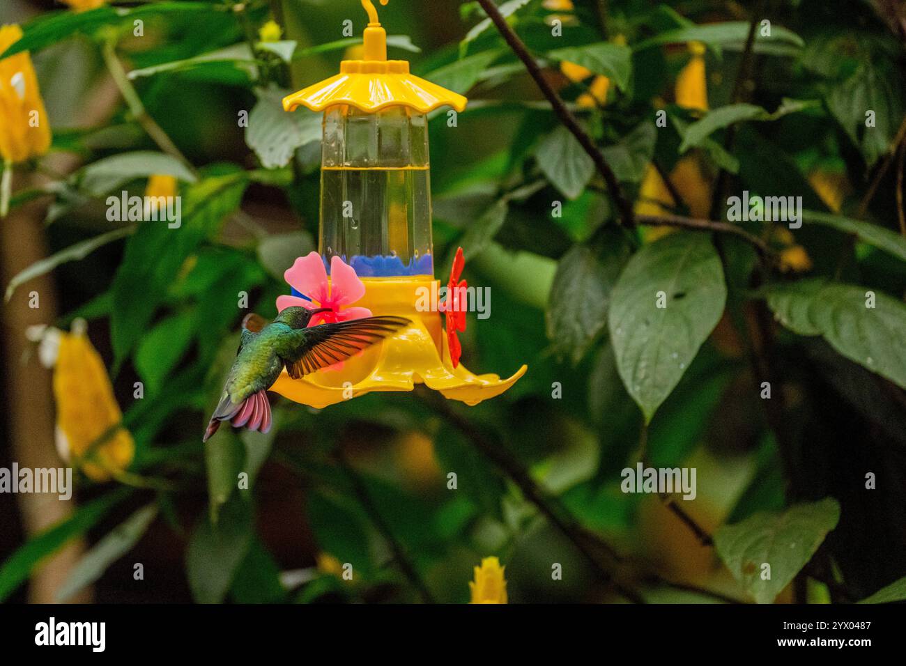 A Black-throated Mango (Anthracothorax nigricollis) hummingbird at a ...