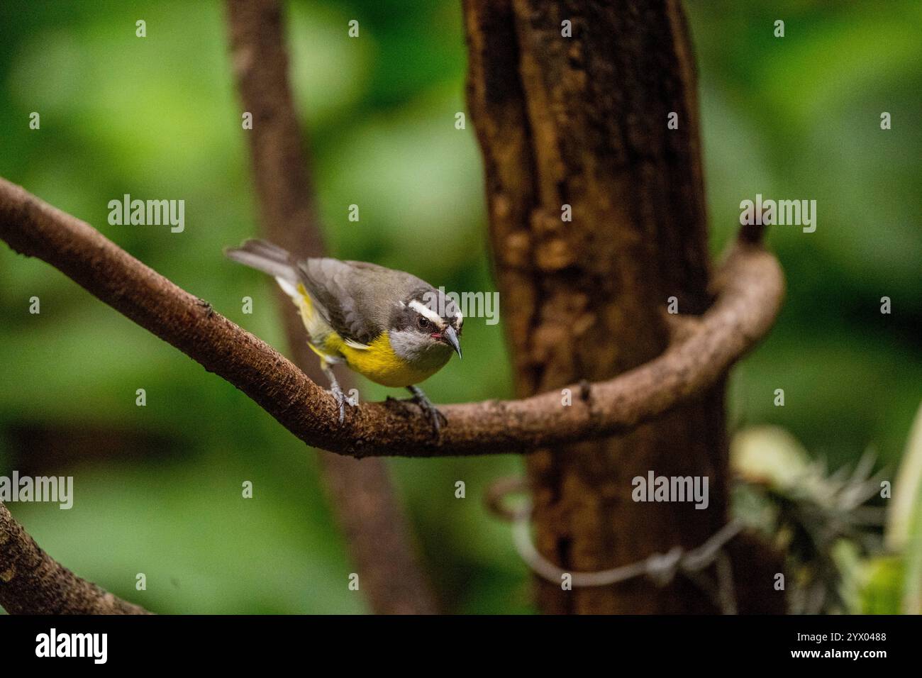 2024 argentina hi-res stock photography and images - Alamy