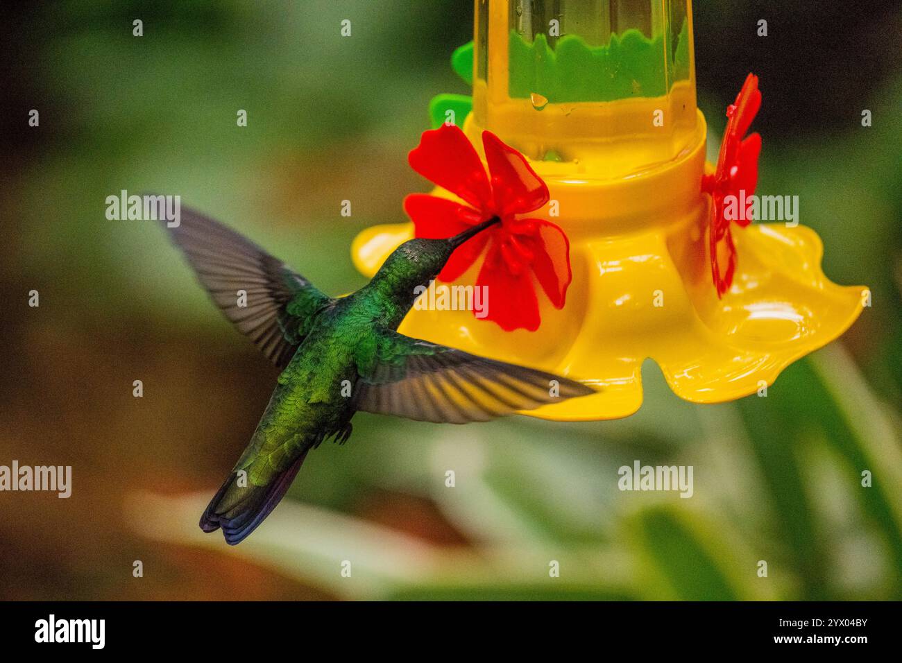 A Black-throated Mango (Anthracothorax nigricollis) hummingbird at a ...