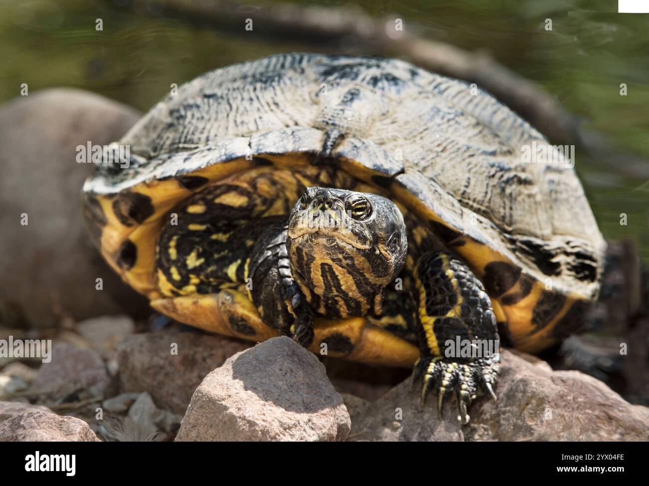 Rotwangen-Schmuckschildkröte Trachemys scripta sp. nimmt ein Sonnenbad ...