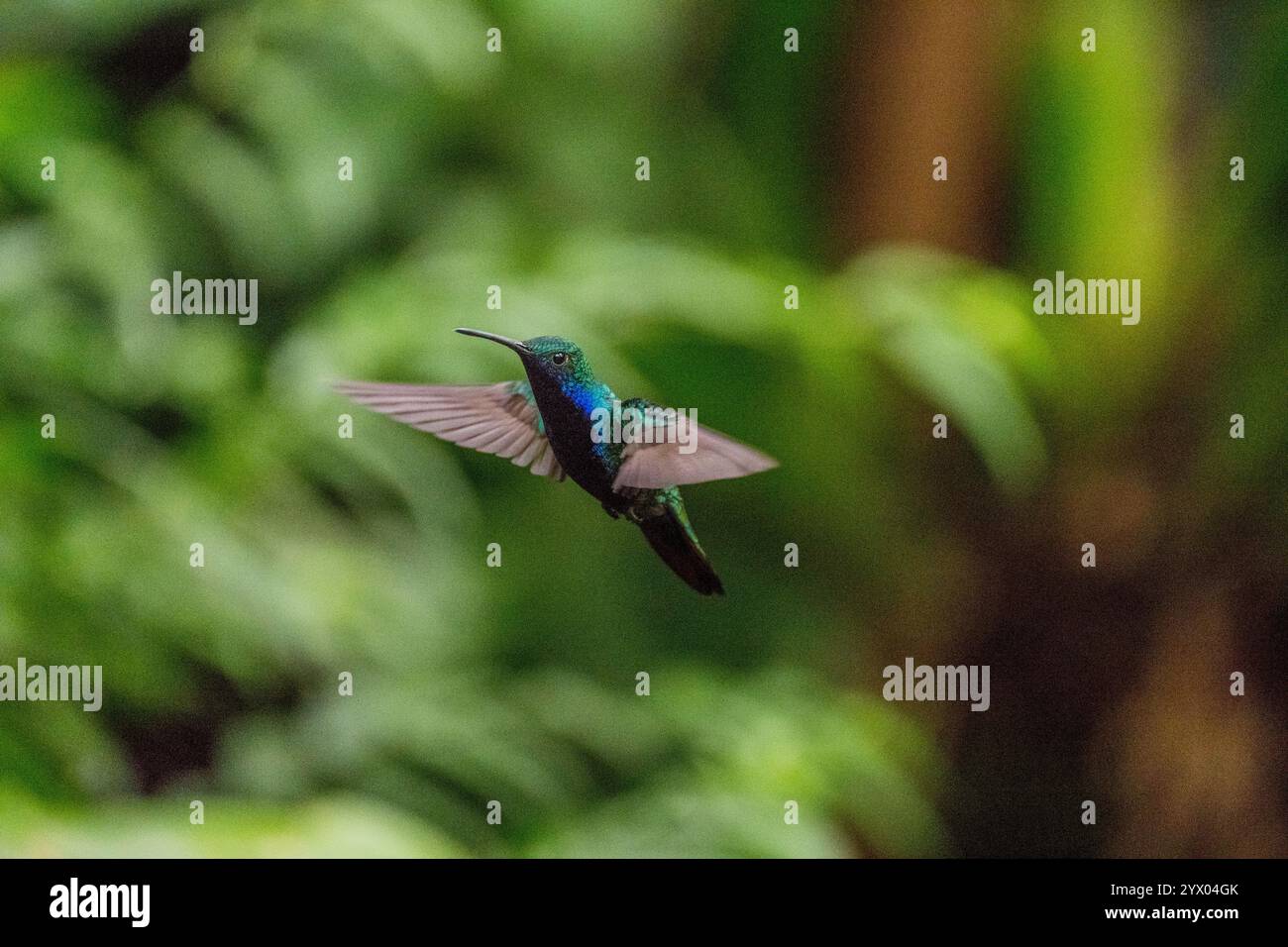 A Black-throated Mango (Anthracothorax nigricollis) hummingbird ...