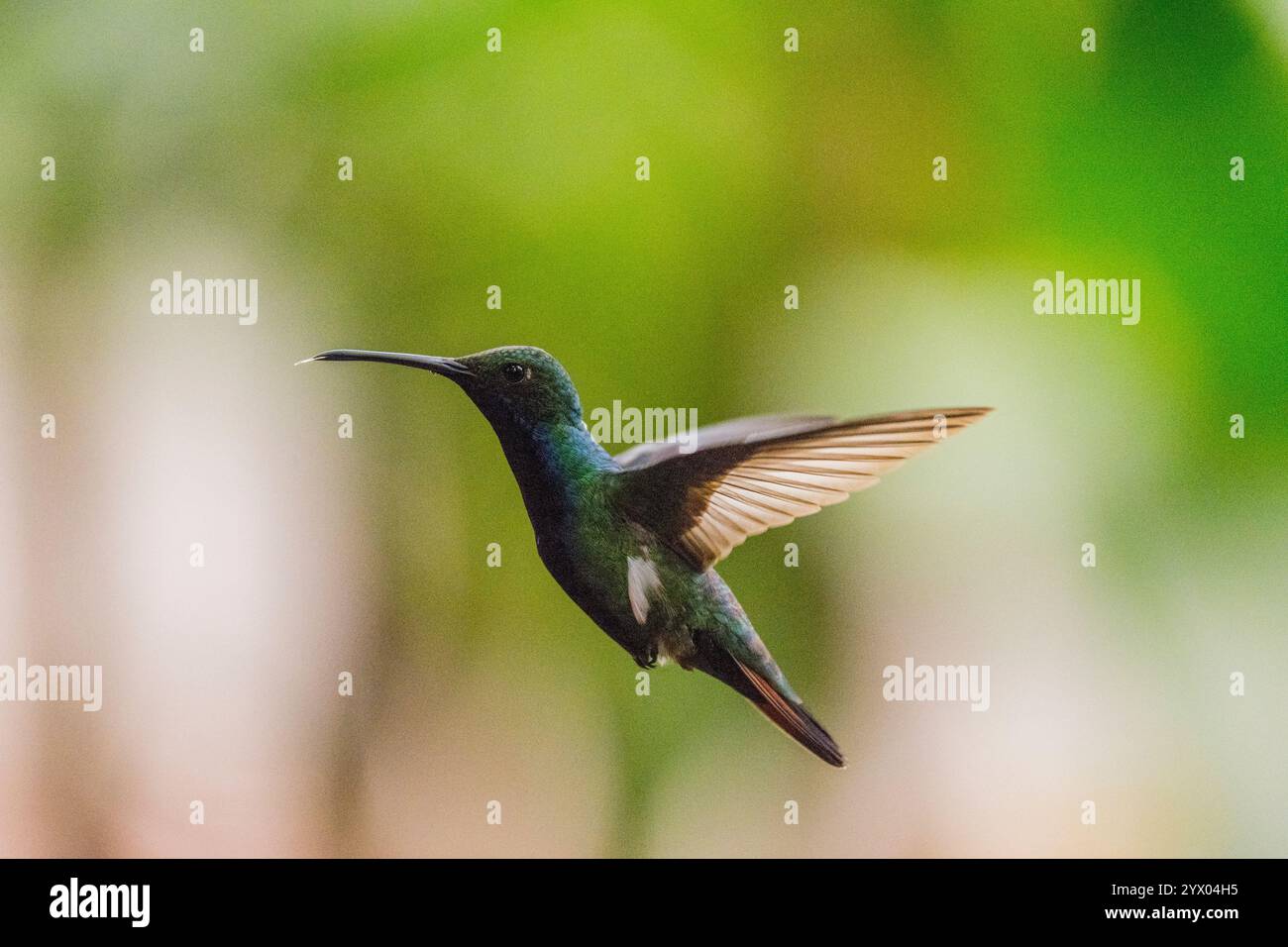 A Black-throated Mango (Anthracothorax nigricollis) hummingbird ...