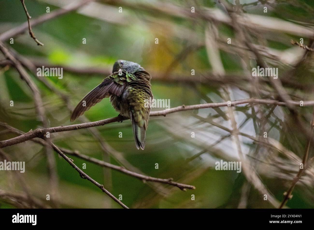 Versicolored emerald chrysuronia versicolor hi-res stock photography ...