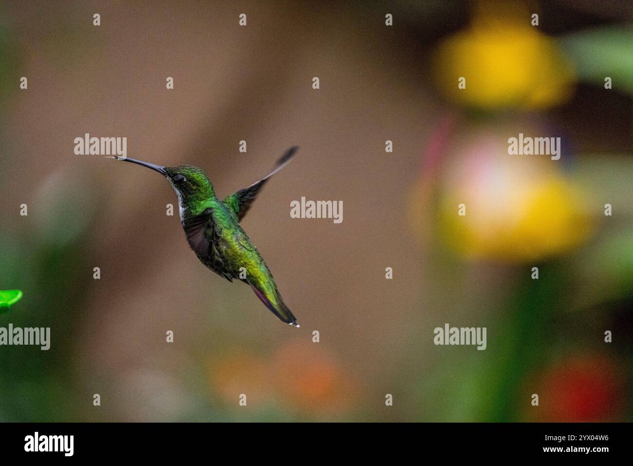 A female Black-throated Mango (Anthracothorax nigricollis) hummingbird ...