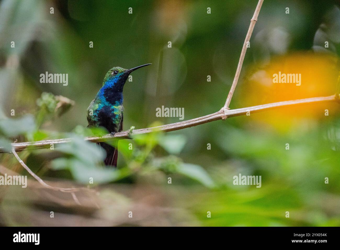 A Sapphire-spangled Emerald (Chionomesa lactea) perched on a branch in ...