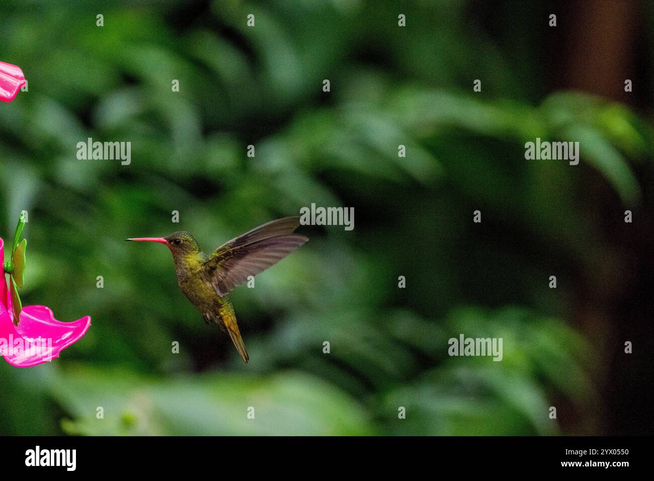 A Gilded Hummingbird (Hylocharis chrysura) approaching a hummingbird ...