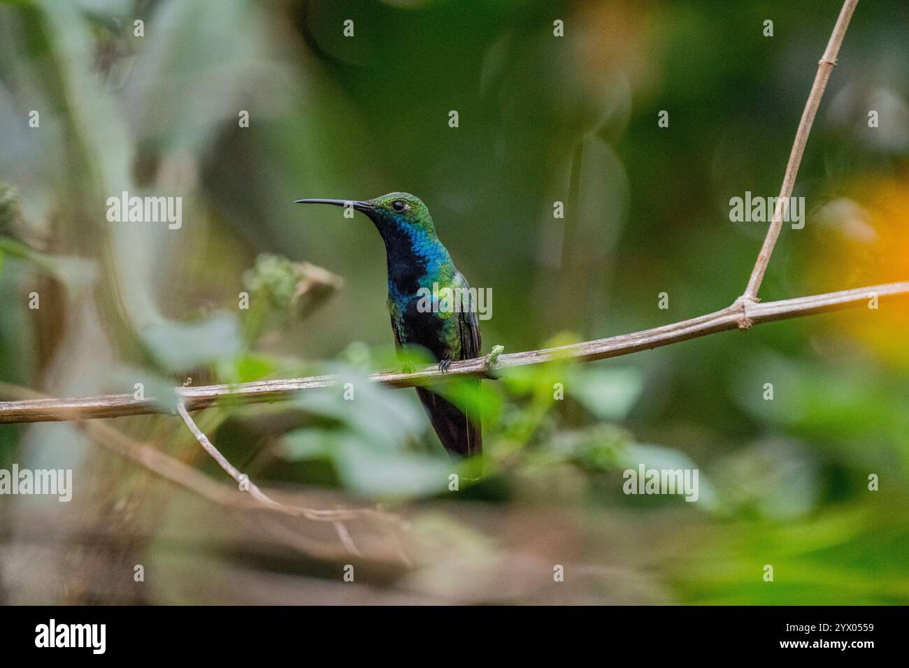 Sapphire spangled emerald chionomesa lactea hi-res stock photography ...