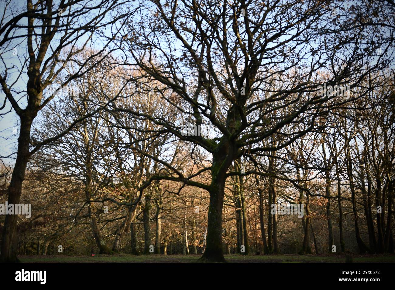 Beautiful treescape hi-res stock photography and images - Alamy