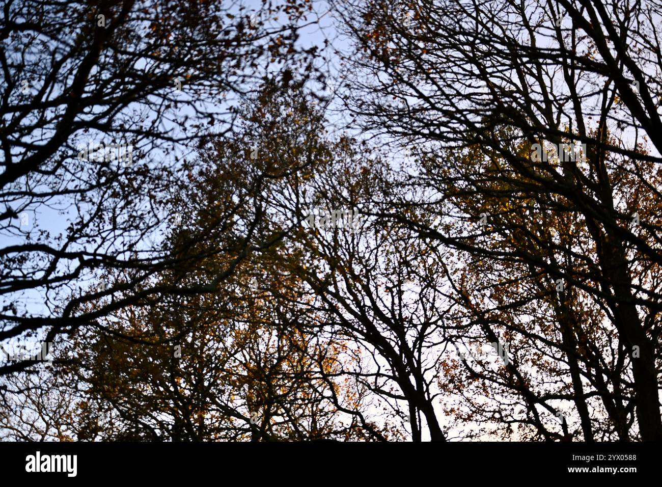 Beautiful trees in late autumn hi-res stock photography and images - Alamy