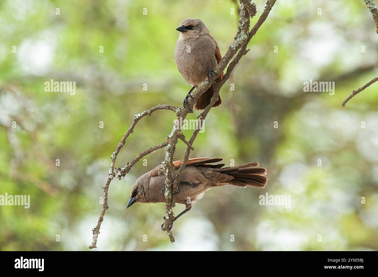 Bay winged Cowbird nesting, in Calden forest environment, La Pampa ...