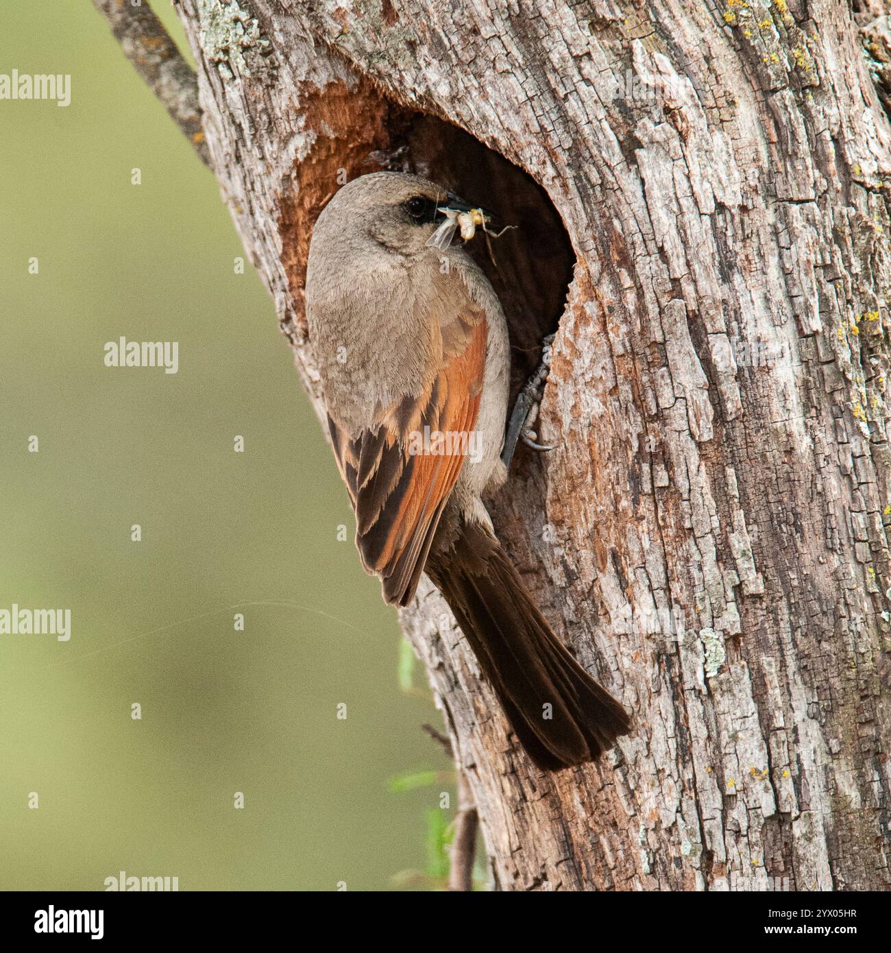 Bay winged Cowbird nesting, in Calden forest environment, La Pampa ...