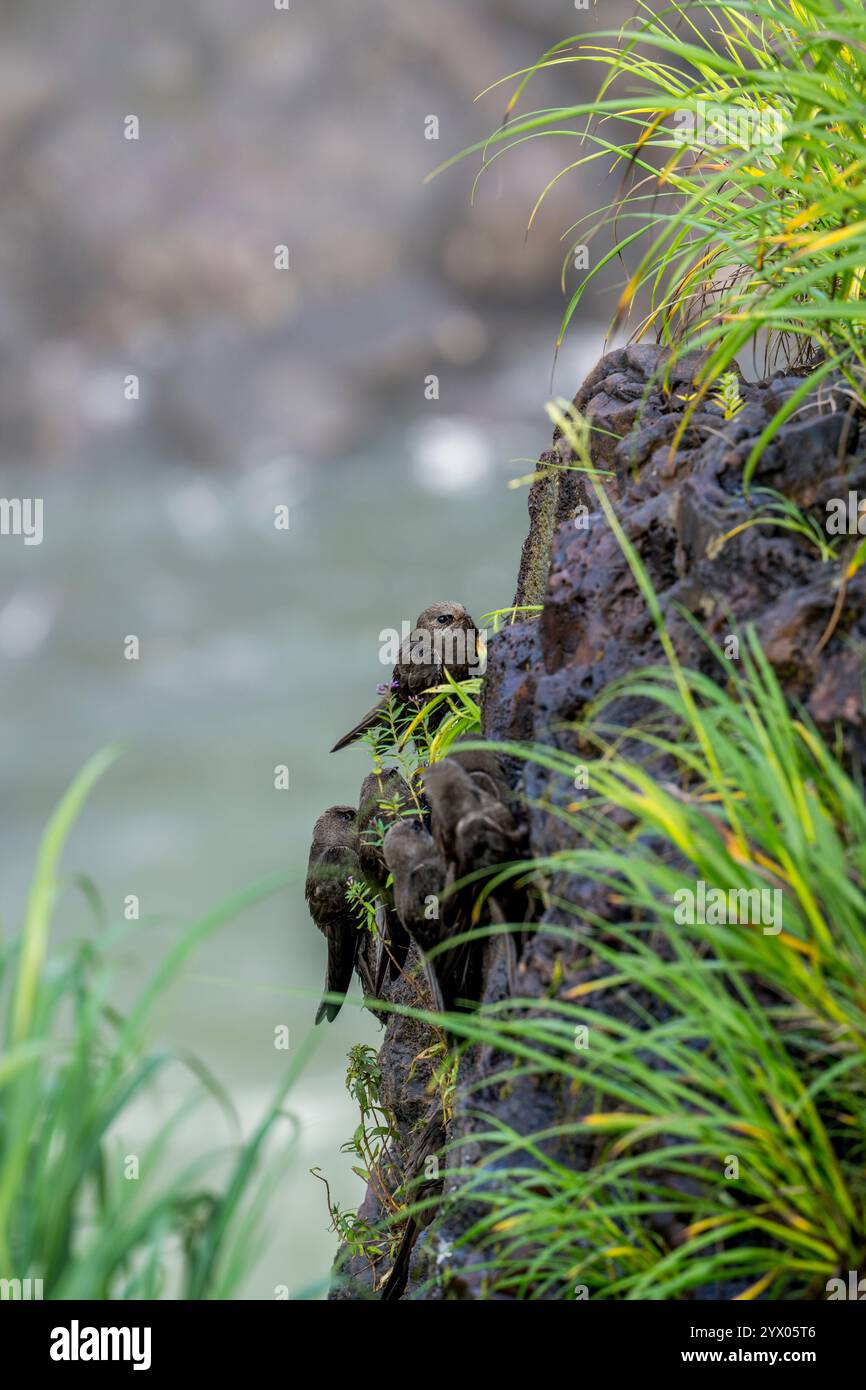 Great dusky swifts (Cypseloides senex) roosting on the steep sides of ...