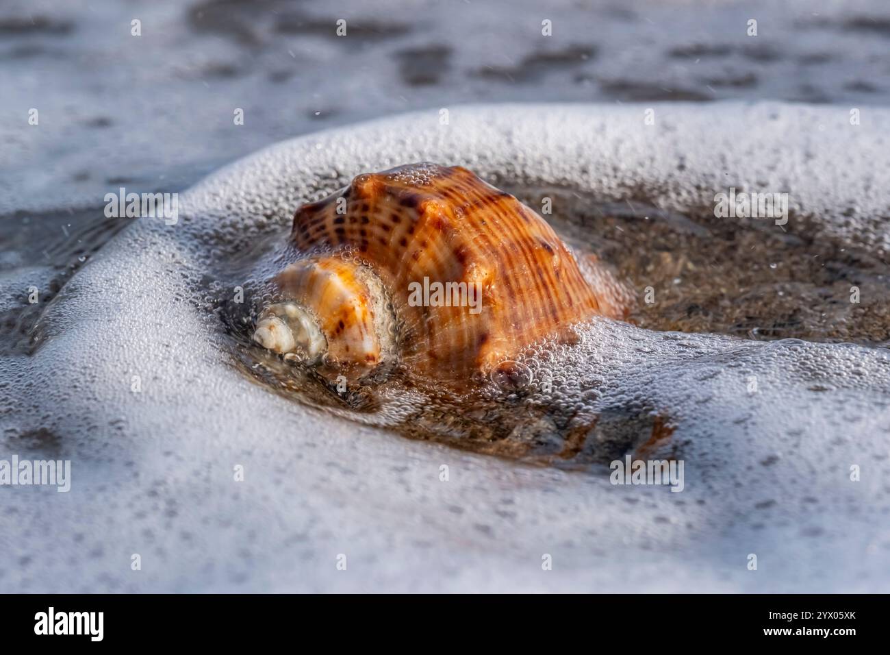 A shell is floating in the ocean water. The shell is white and brown ...