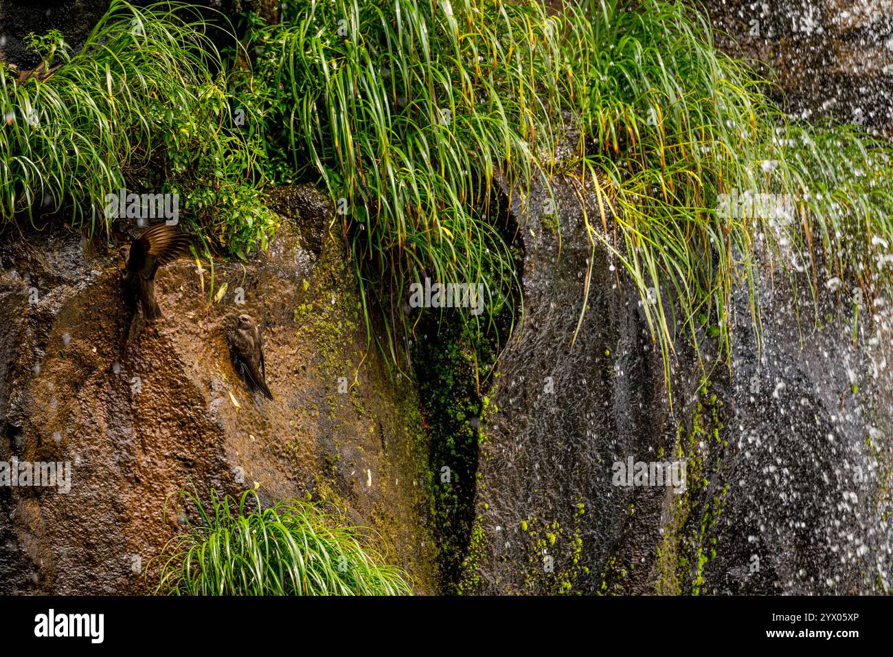 Great dusky swifts at iguazu falls hi-res stock photography and images ...