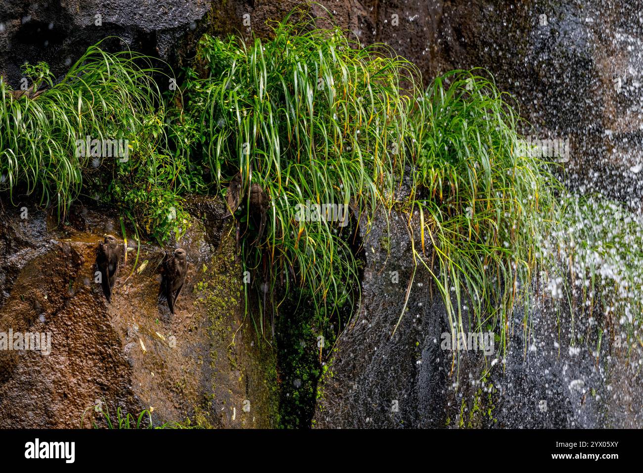 Great dusky swifts (Cypseloides senex) roosting on the steep sides of ...