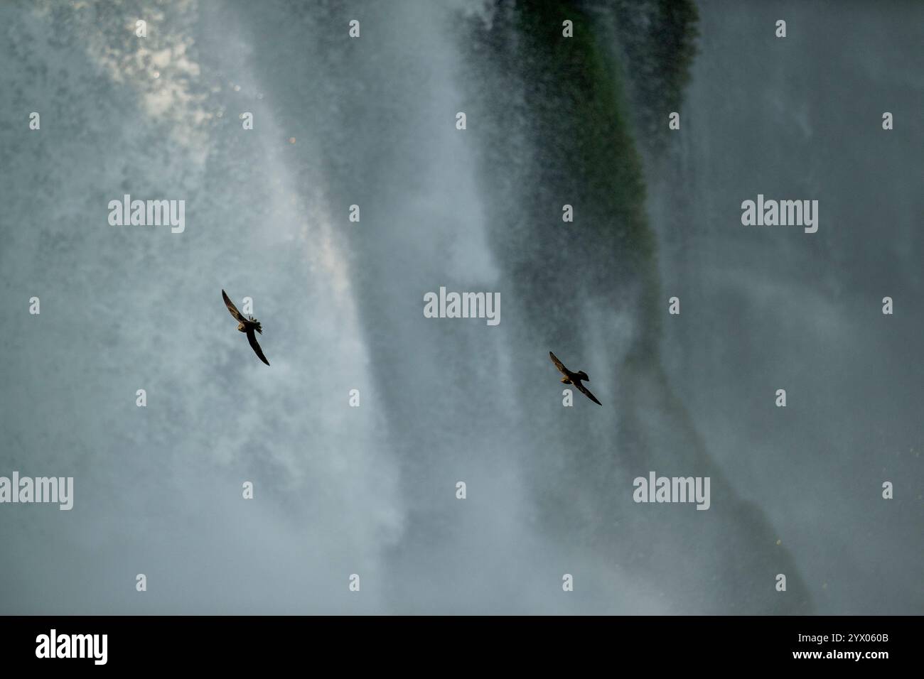 Great dusky swifts (Cypseloides senex) returning to their nestsite ...