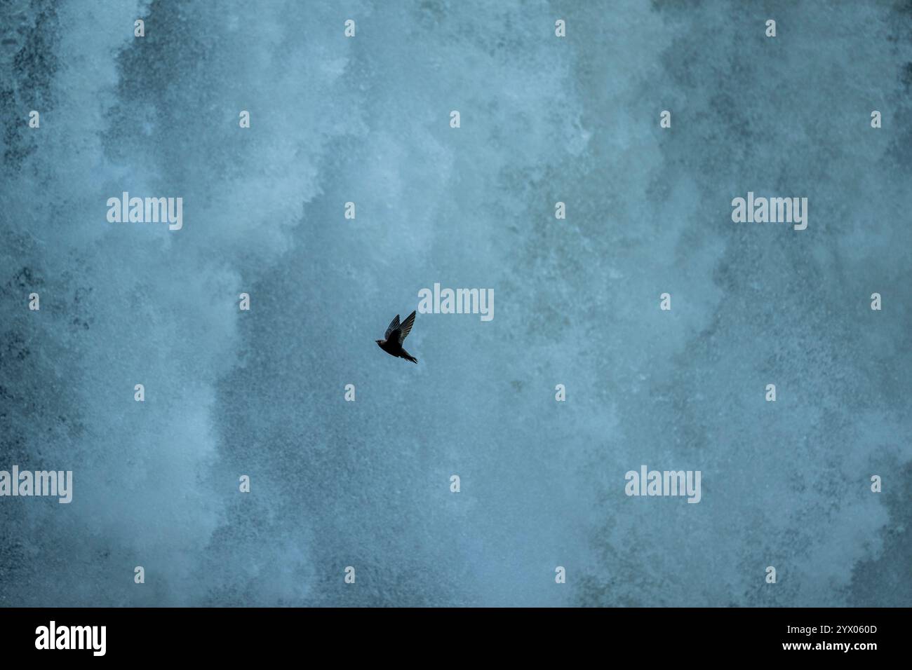 A Great dusky swift (Cypseloides senex) is returning to the nestsite ...