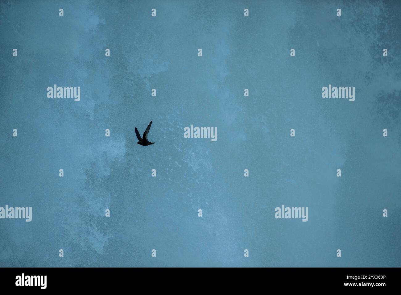 A Great dusky swift (Cypseloides senex) is returning to the nestsite ...