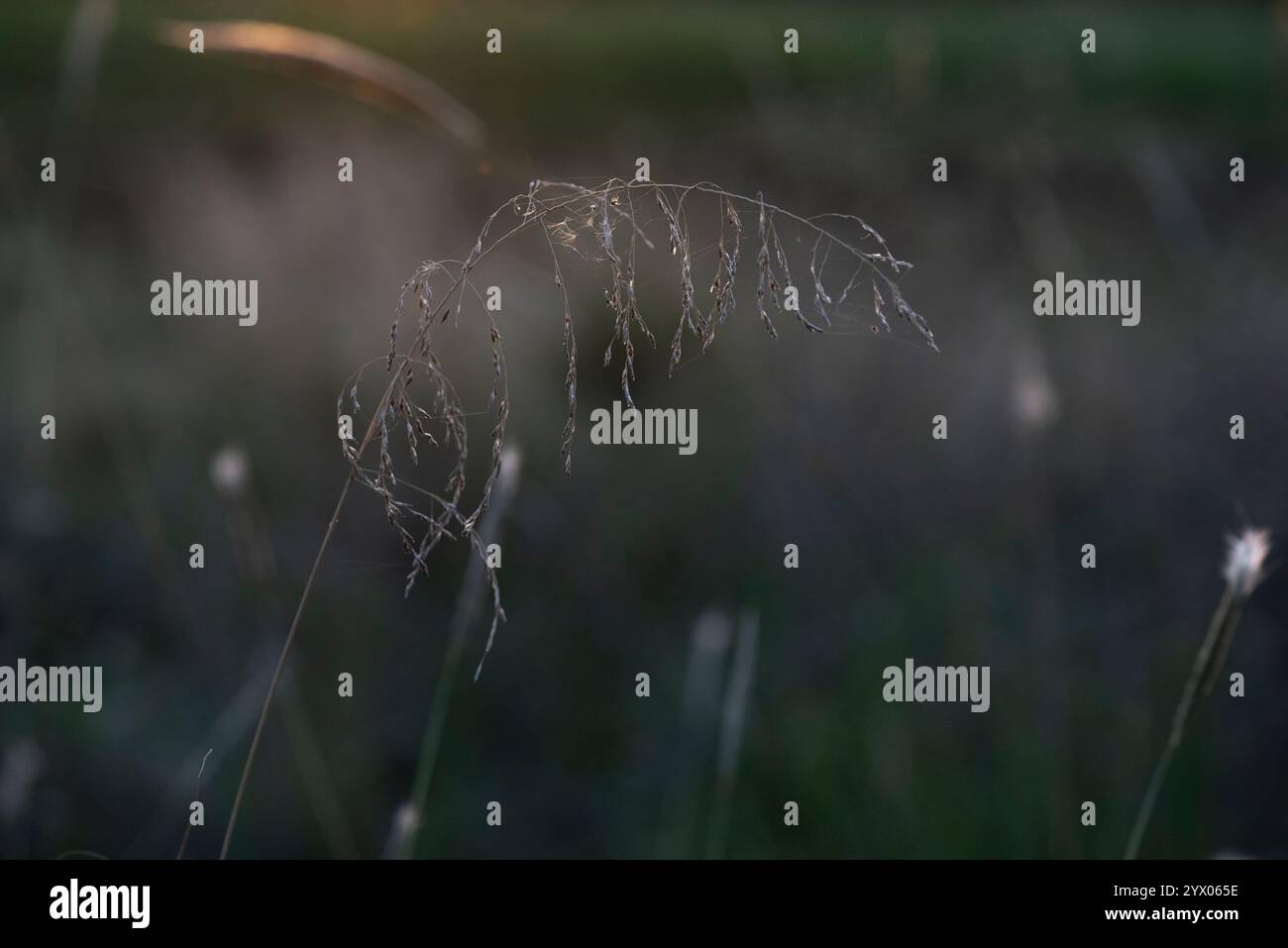 Grass texture abstract patterns, Exploring the Essence of Abstracted ...