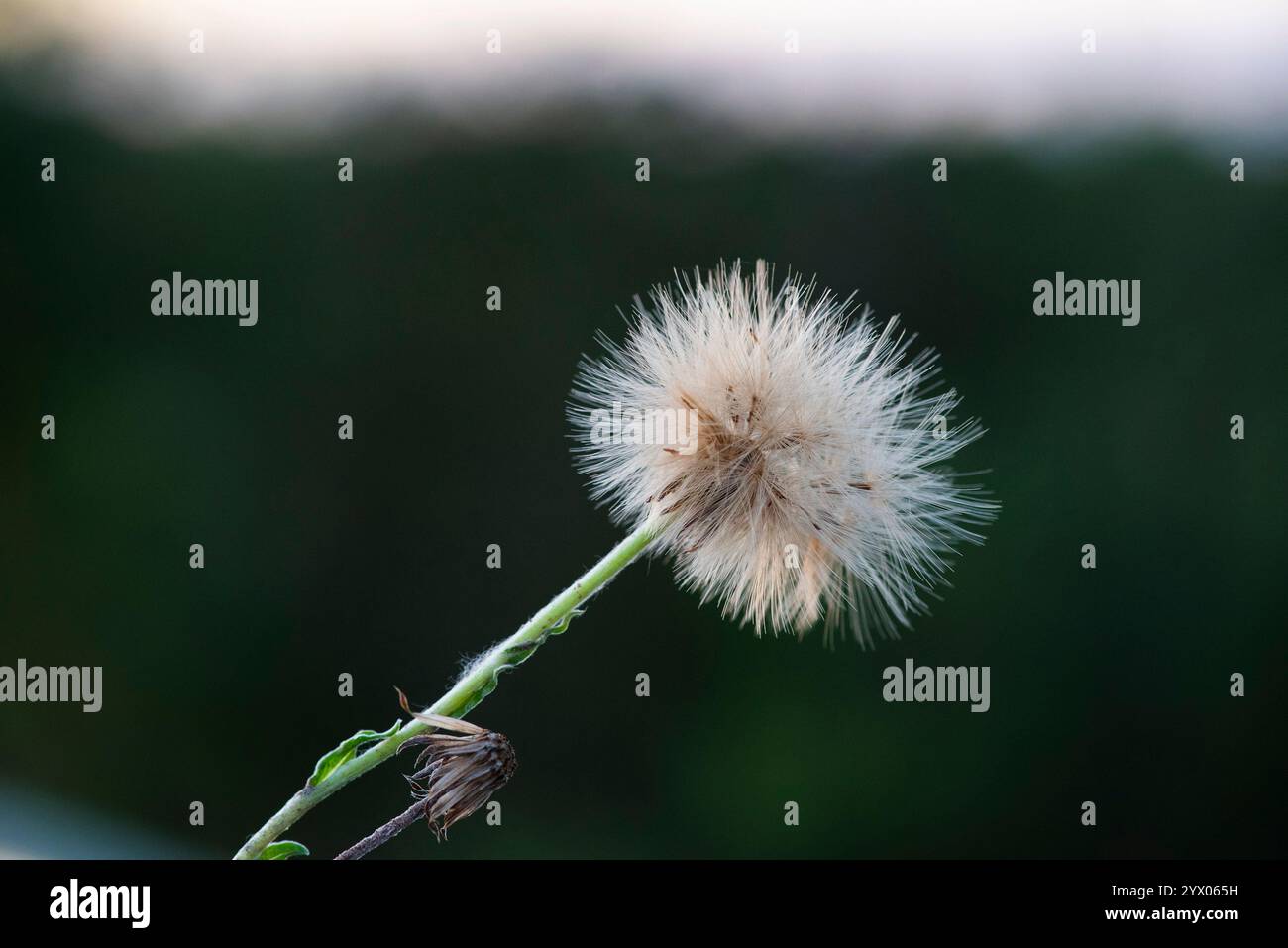 Grass texture abstract patterns, Exploring the Essence of Abstracted ...